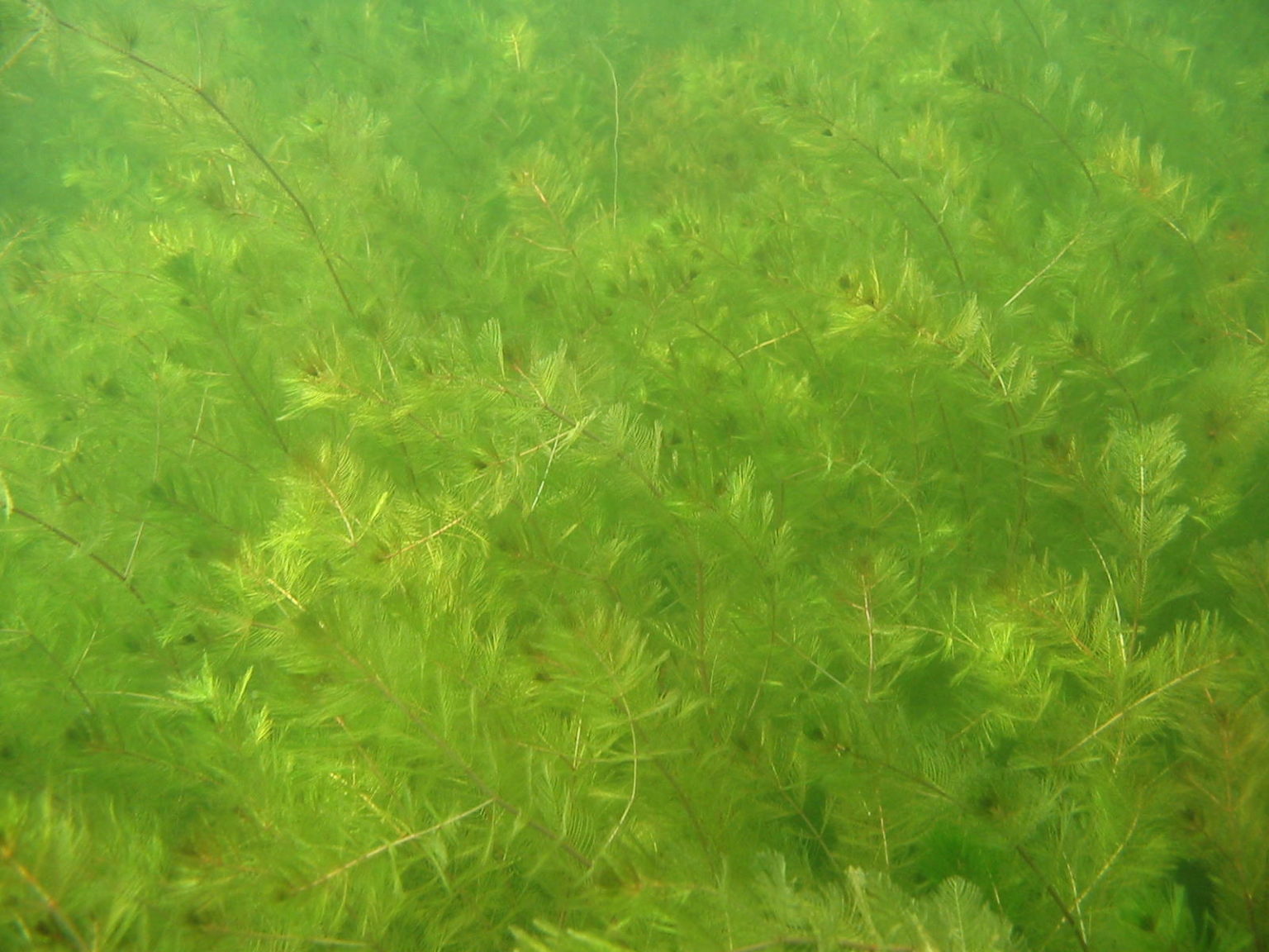 Eurasian Watermilfoil